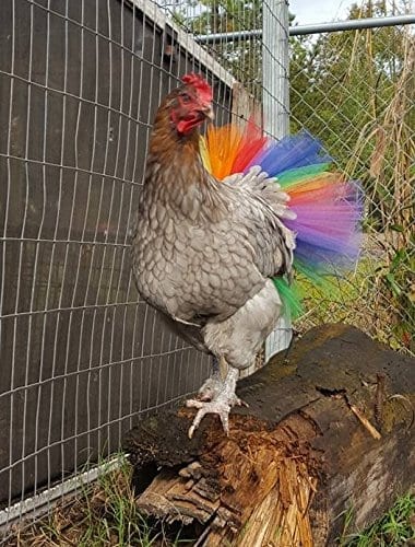 You Can Get A Tutu for Your Chicken So It Always Looks Pretty