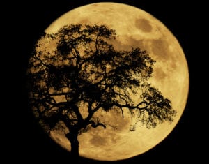 You'll Be Able To See The Super Snow Moon This Weekend. Here's How.