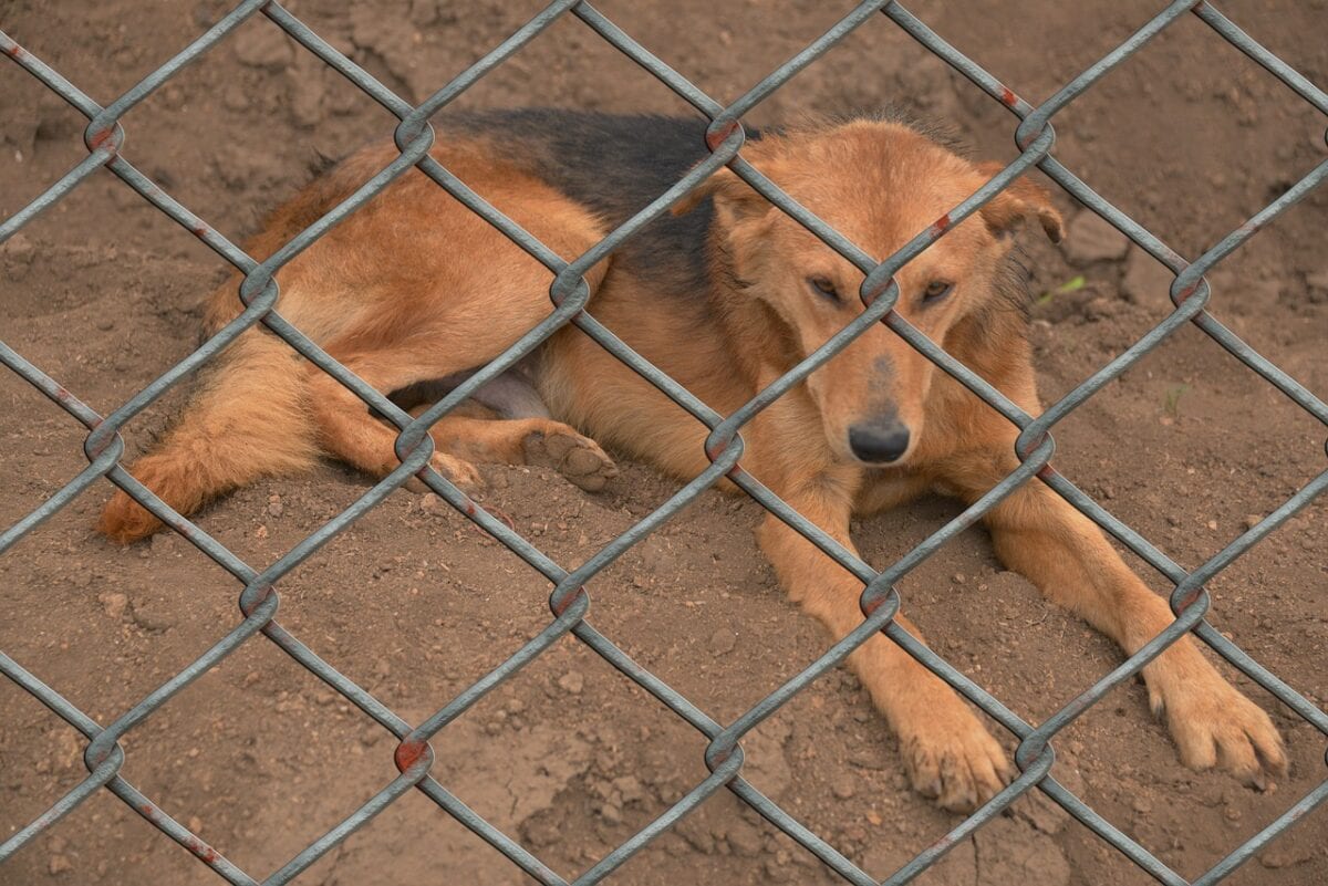 This Animal Shelter Created a Real-Life Room to Help Shelter Dogs Show ...