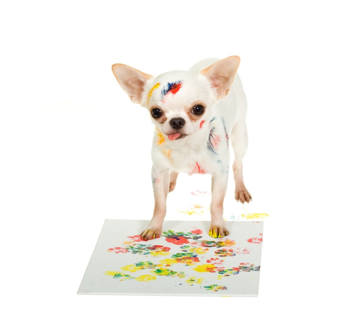 Here's How You Can Use Your Dog's Paw Print To Make Art