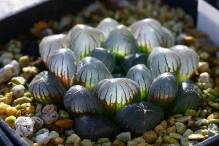 You Can Get A Clear Succulent Plant That Looks Like Tiny Opals And I ...