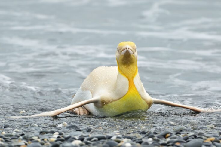 Rare Yellow Penguins Exist And They Are Basically The Cutest Things Ever