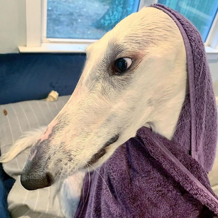 This Borzoi Sighthound May Have The 'World's Longest Nose' And She Is ...