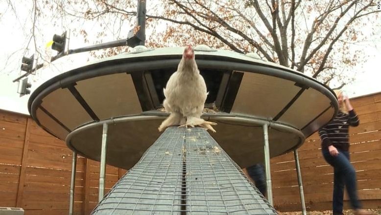 This Couple Built A Spaceship Chicken Coop That Is Out Of This World!