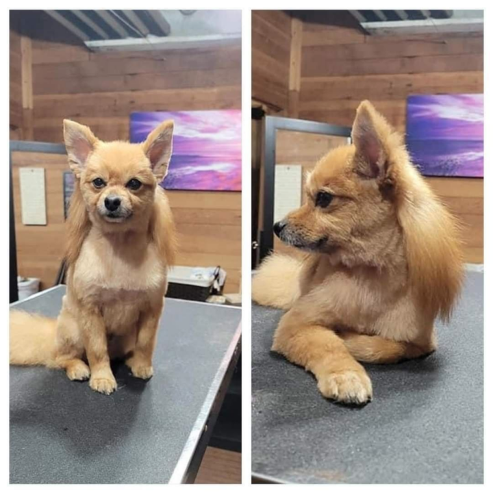 Dogs With Mullets Is The Hot New Pet Trend Of The Year