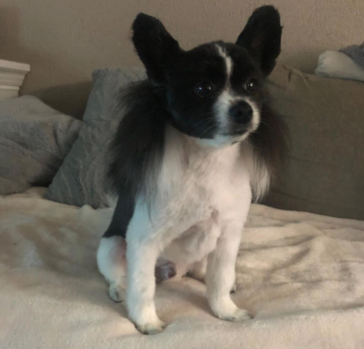 Dogs With Mullets Is The Hot New Pet Trend Of The Year