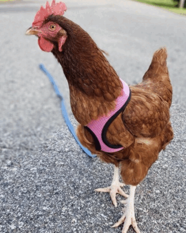 You Can Get A Harness For Your Chicken SO YOU CAN GO ON CHICKEN WALKS