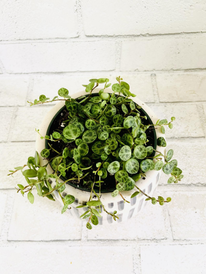 You Can Get A Plant That Looks Like A Cluster Of Mini Turtles