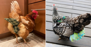 You Can Get Chicken Diapers For The Person That Loves To Bring Their ...