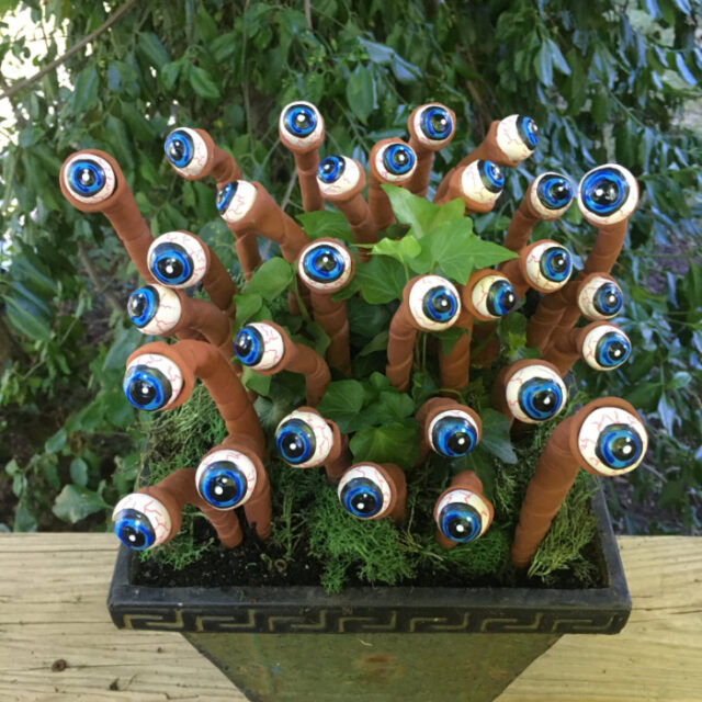 These Eyeball Plants Are The Perfect Addition For Your Front Lawn ...