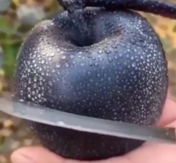 Black Apples Exist and Apparently They Taste Sweeter Than Honey