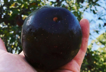 Black Apples Exist and Apparently They Taste Sweeter Than Honey