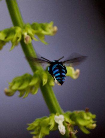 Yes, Blue Bees Are Real and You Can Protect Them With Bee Friendly Gardens