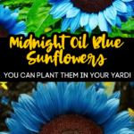 You Can Plant Midnight Oil Blue Sunflowers And I Need Them In My Yard