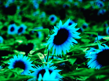 You Can Plant Midnight Oil Blue Sunflowers And I Need Them In My Yard