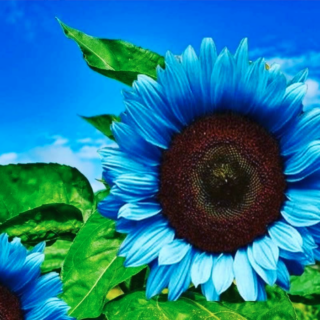 You Can Plant Midnight Oil Blue Sunflowers And I Need Them In My Yard