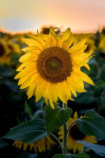 You Can Plant Midnight Oil Blue Sunflowers And I Need Them In My Yard