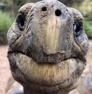Meet Jonathon, the World’s Oldest Living Tortoise Who Has Just Turned ...