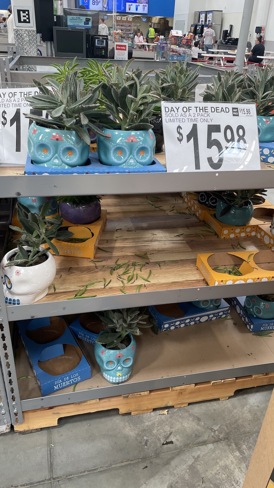 Sam's Club is Selling A 2-Pack of Day of The Dead Succulent Plants for ...