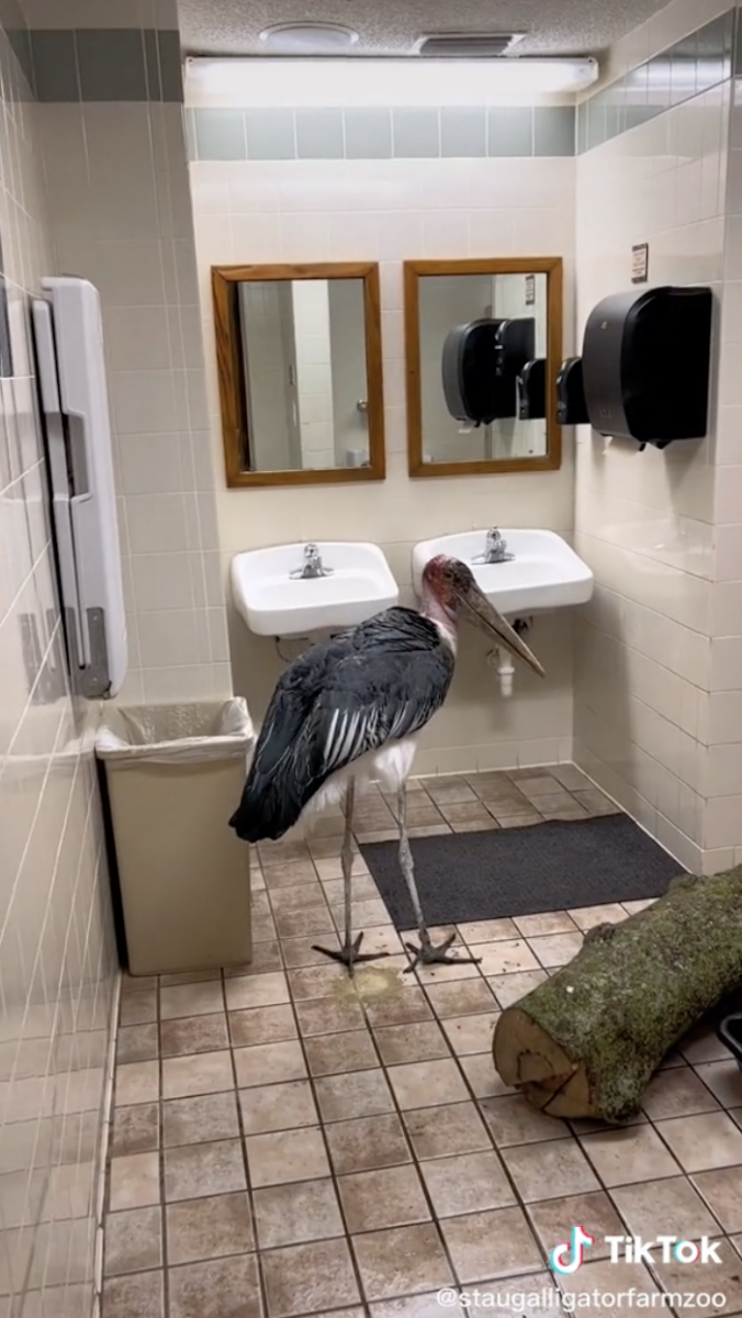 Here's How Zoos Prepare and Protect Animals During A Hurricane