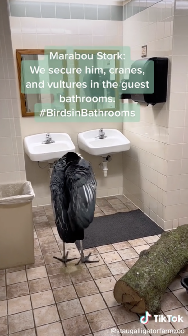Here's How Zoos Prepare and Protect Animals During A Hurricane