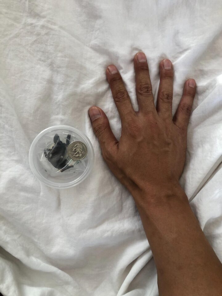 You Can Get An Edible Dehydrated Zebra Tarantula in a Can and I Wish I ...