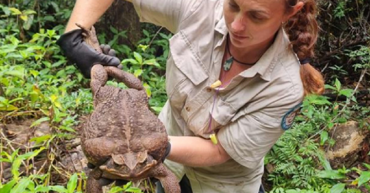 This Giant 'Toadzilla' Might Just Be The World's Biggest Toad Ever