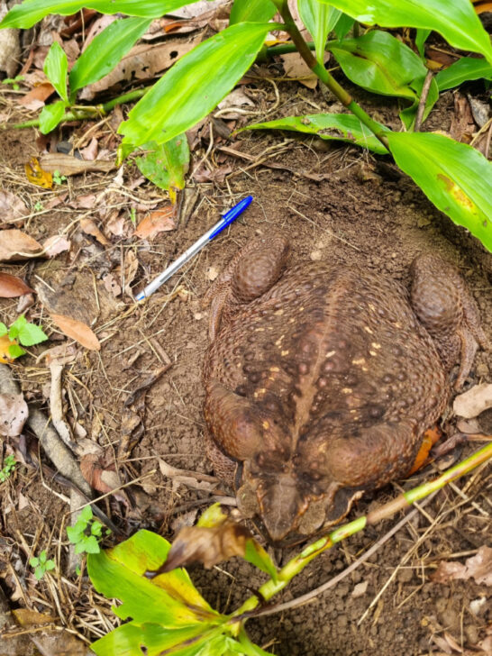 This Giant 'Toadzilla' Might Just Be The World's Biggest Toad Ever